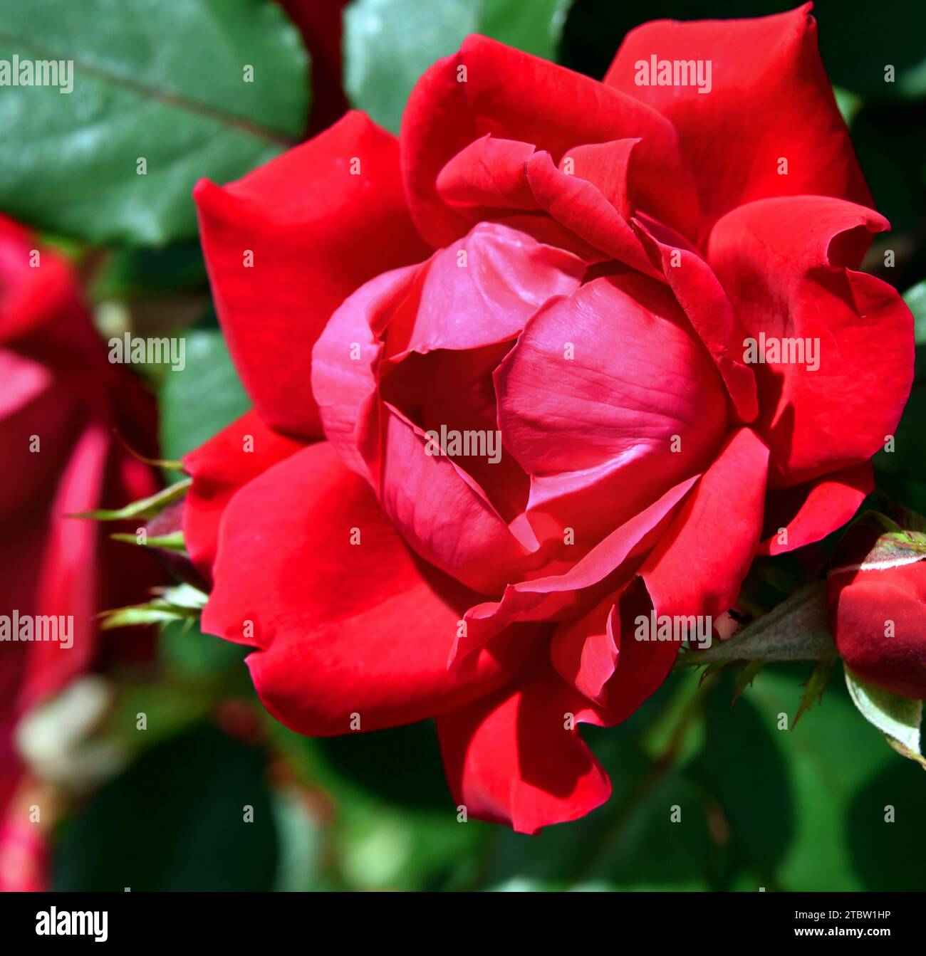 Closeup image shows a perfect red rose surrounded by waxy, green leaves ...