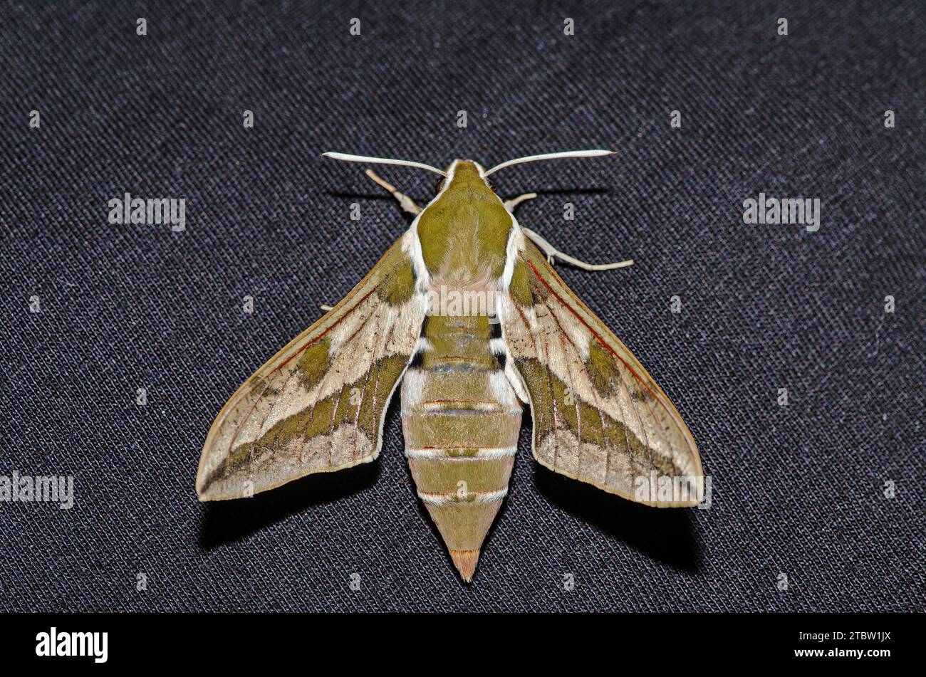 Butterfly and moth species hi-res stock photography and images - Alamy