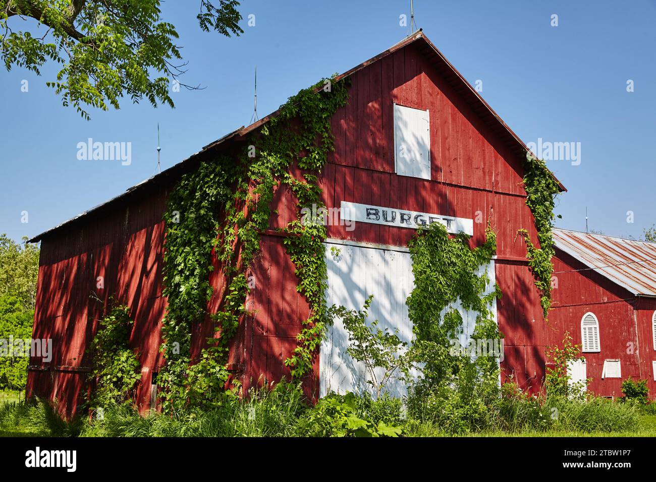 Rustic Red Barn with Ivy in Fort Wayne, Indiana Stock Photo - Alamy
