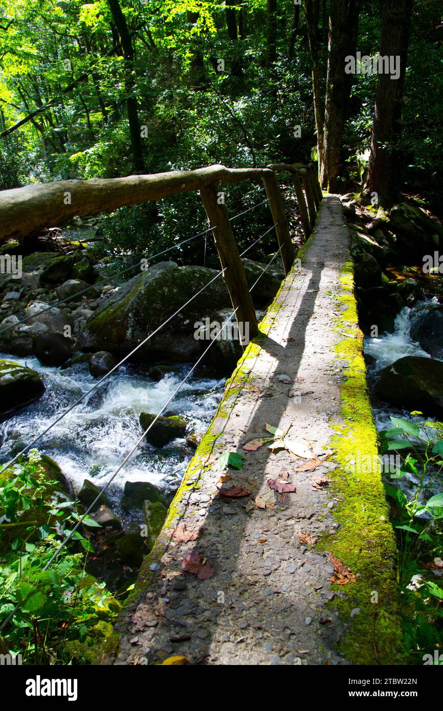 Lively forest hi-res stock photography and images - Alamy