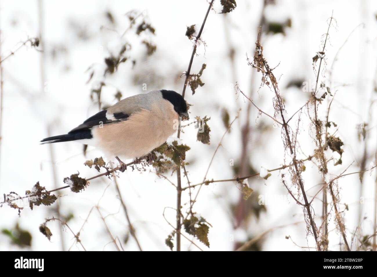 Hyl obecny hi-res stock photography and images - Alamy
