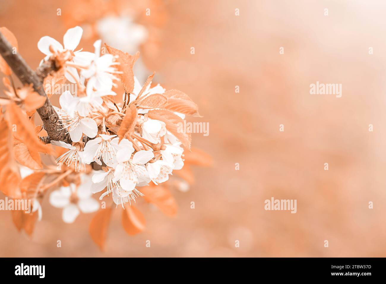 Orchard blossom 2024 hi-res stock photography and images - Alamy