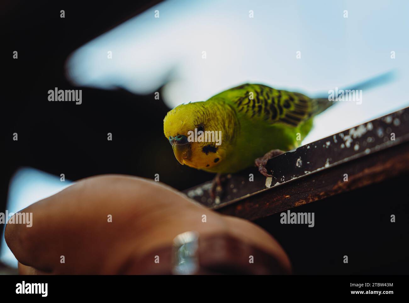 The budgerigar, also known as the common parakeet, shell parakeet or ...
