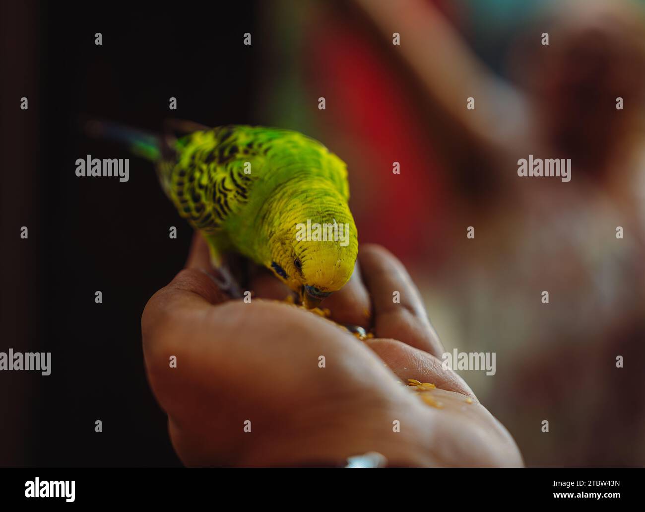 The budgerigar, also known as the common parakeet, shell parakeet or ...