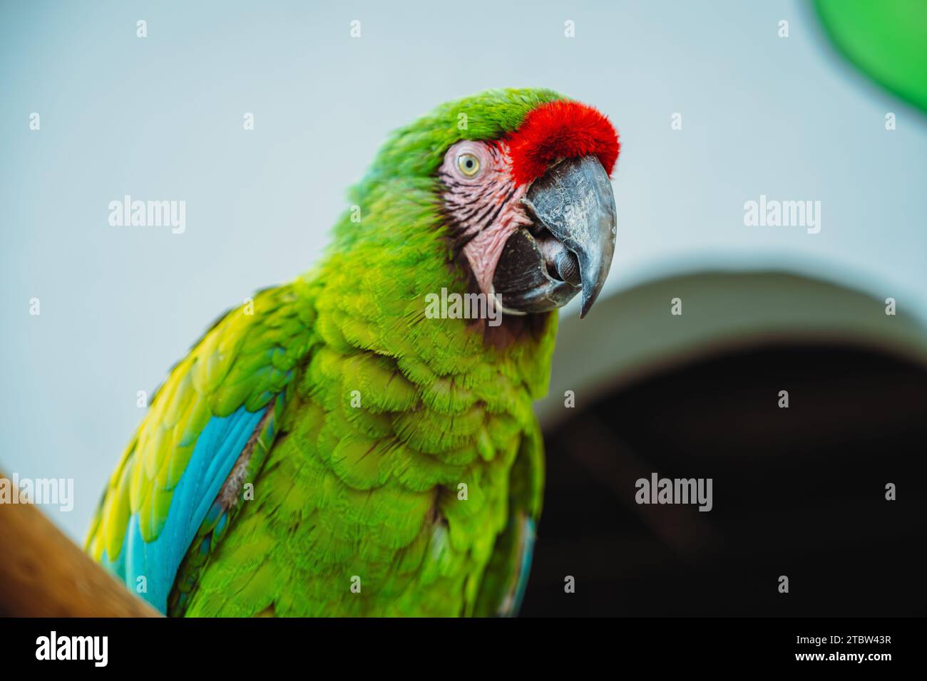 Macaws are a group of New World parrots that are long-tailed and often ...