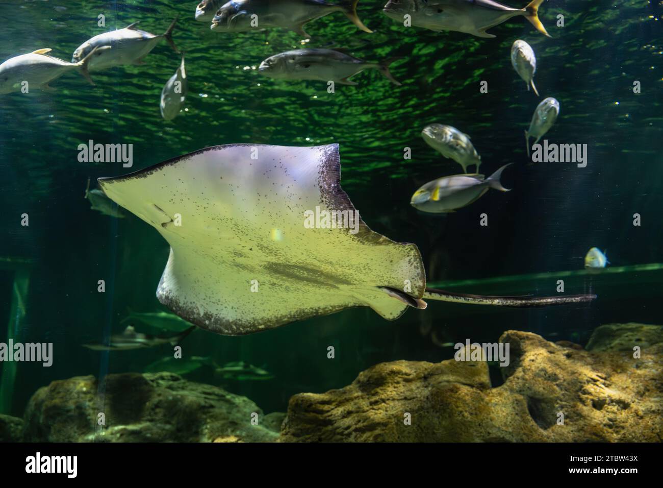 Batoidea is a superorder of cartilaginous fishes, commonly known as ...