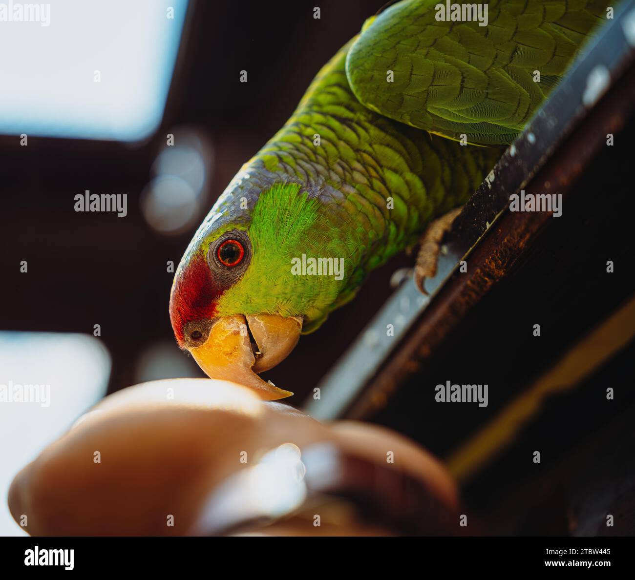 Parrots, also known as psittacines, are birds with a strong curved beak ...