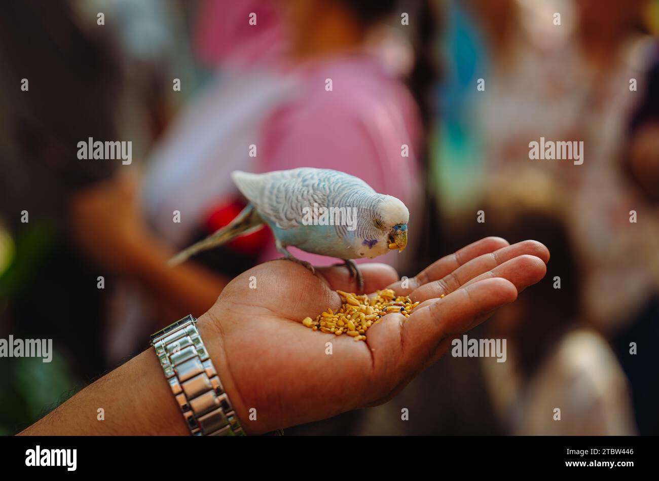The budgerigar, also known as the common parakeet, shell parakeet or ...