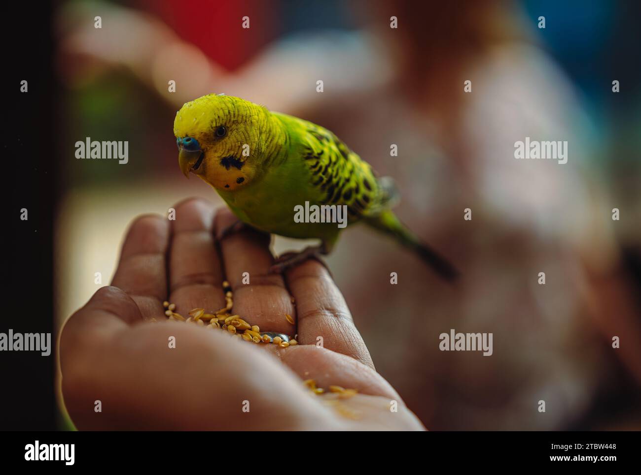 The budgerigar, also known as the common parakeet, shell parakeet or ...