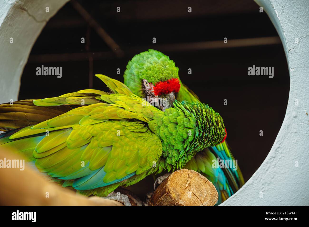 Macaws are a group of New World parrots that are long-tailed and often ...