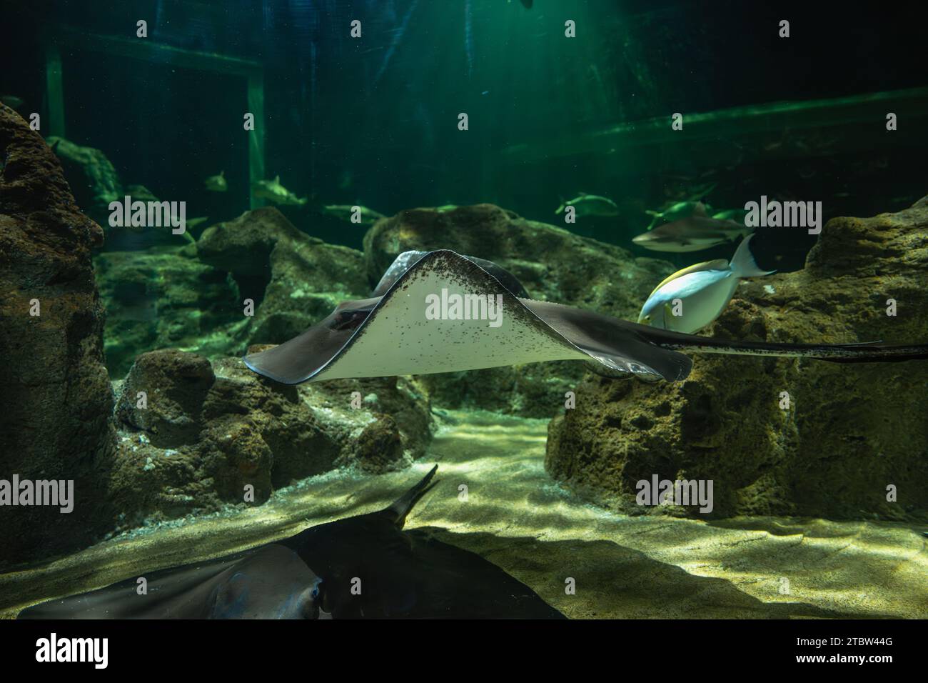 Batoidea is a superorder of cartilaginous fishes, commonly known as ...