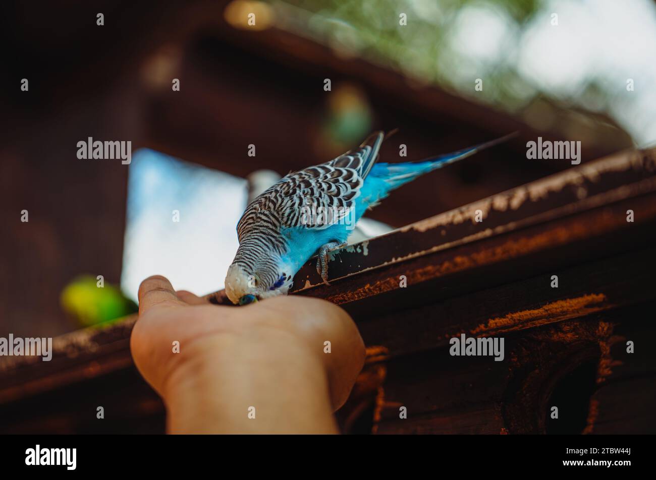 The budgerigar, also known as the common parakeet, shell parakeet or ...