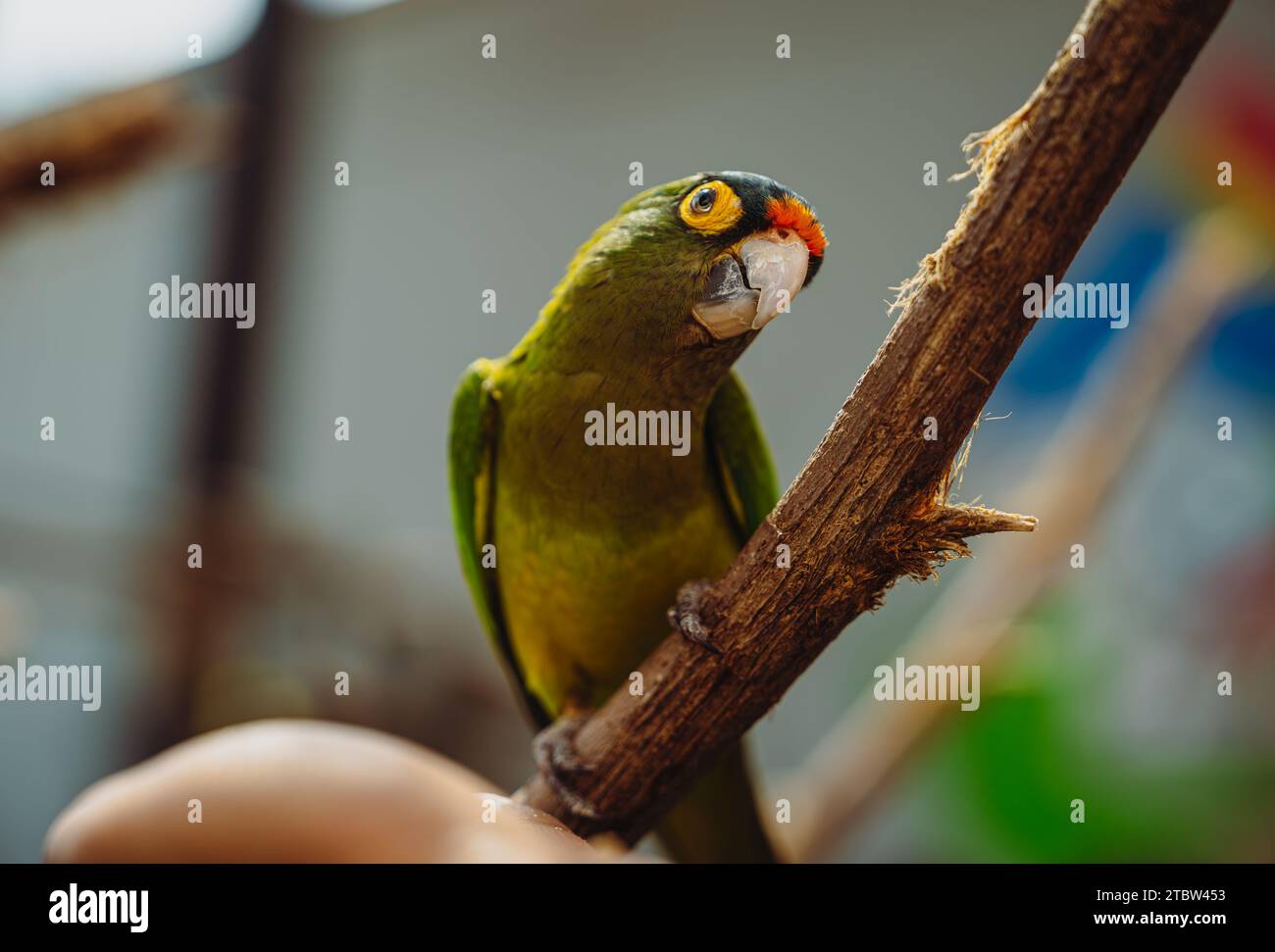 Parrots, also known as psittacines, are birds with a strong curved beak ...