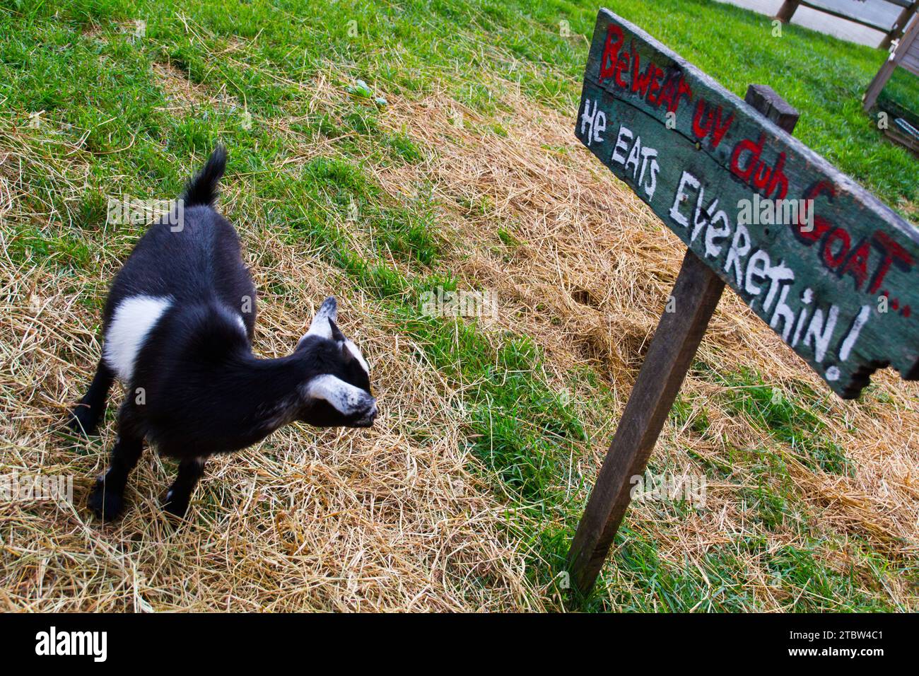 Beware of the goat sign hi-res stock photography and images - Alamy