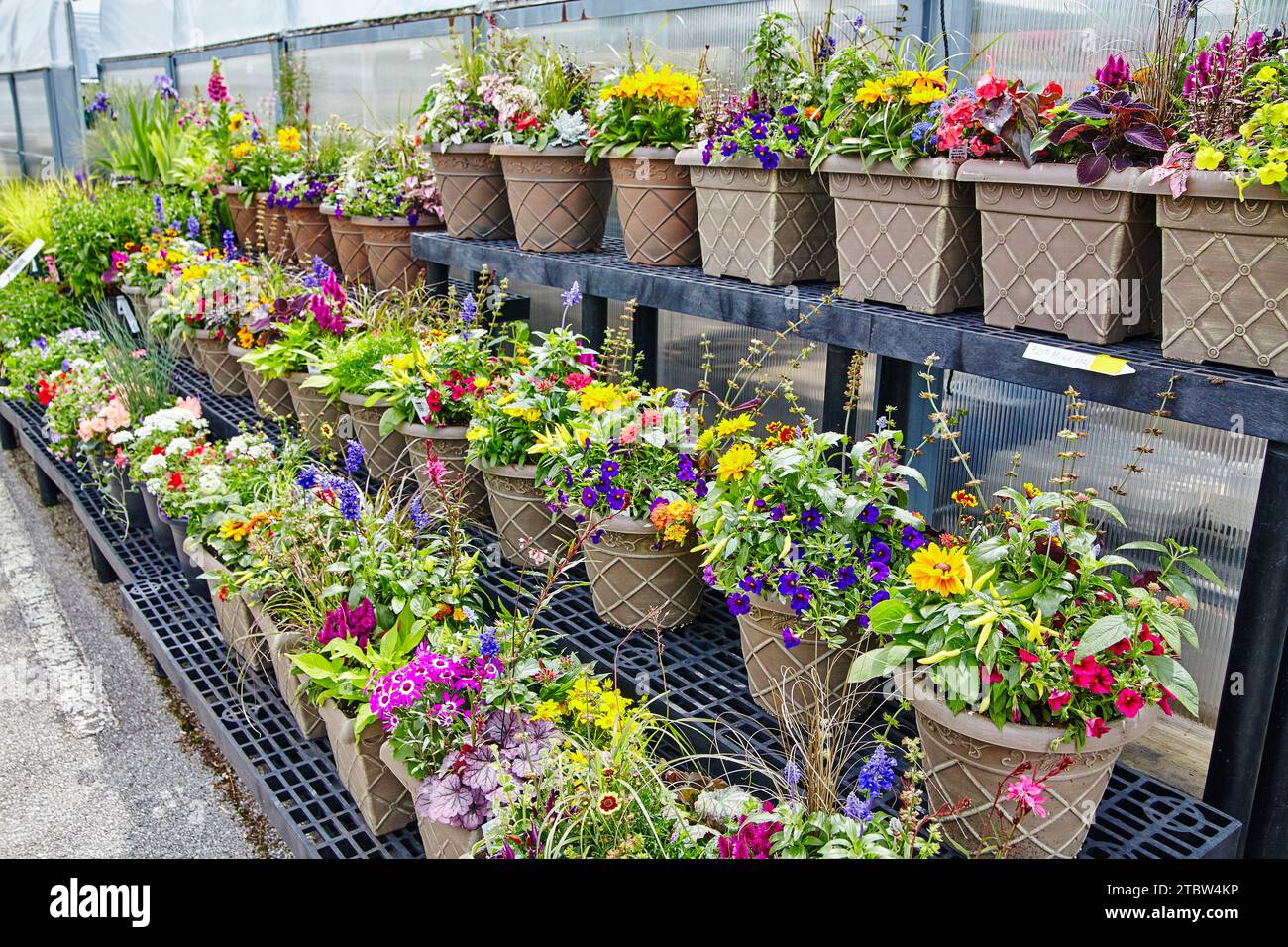 Vibrant Flower Selection at Garden Center, Fort Wayne, Indiana Stock ...