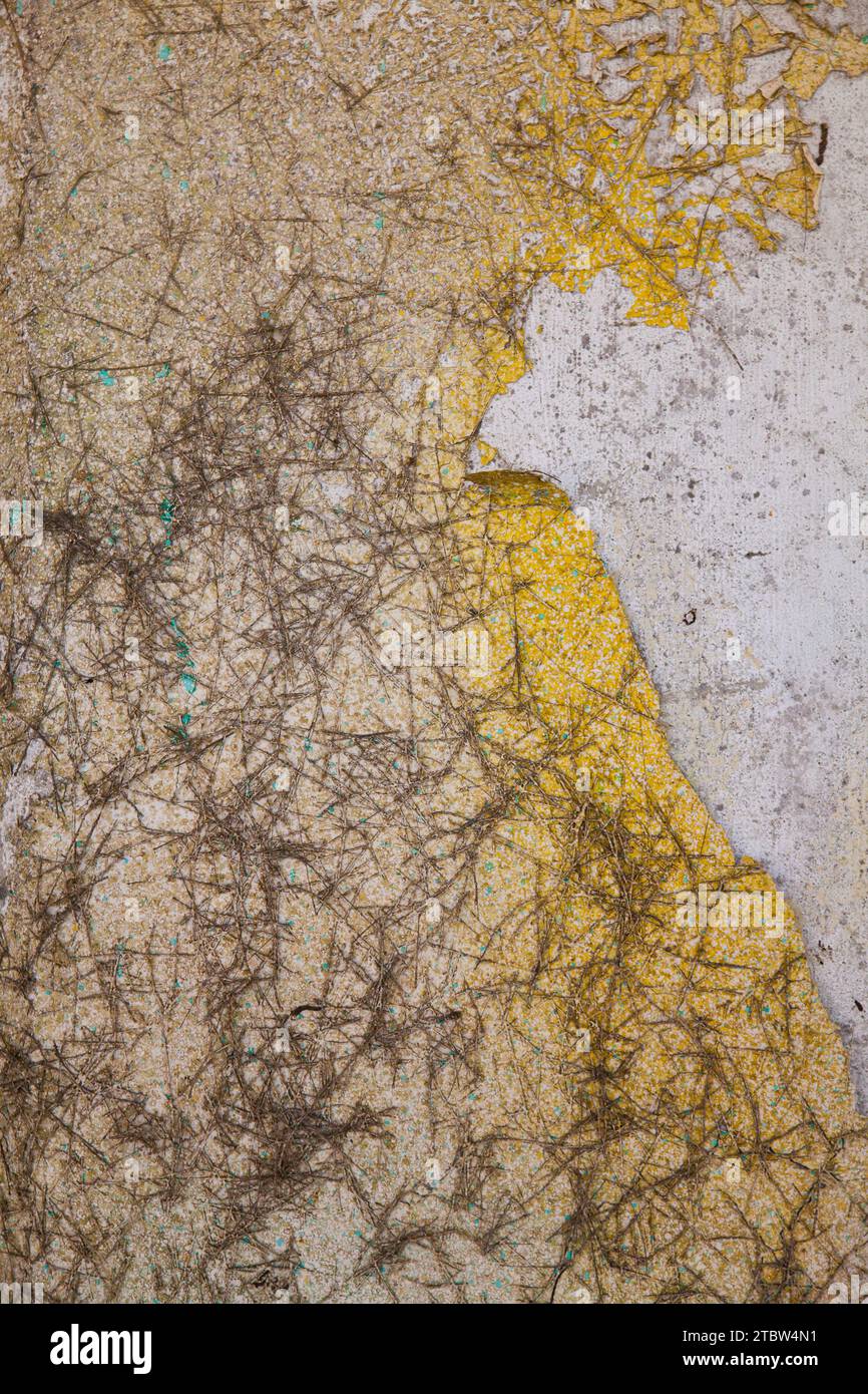 Tree Roots Breaking Through Concrete Wall in Abandoned Pierceton ...