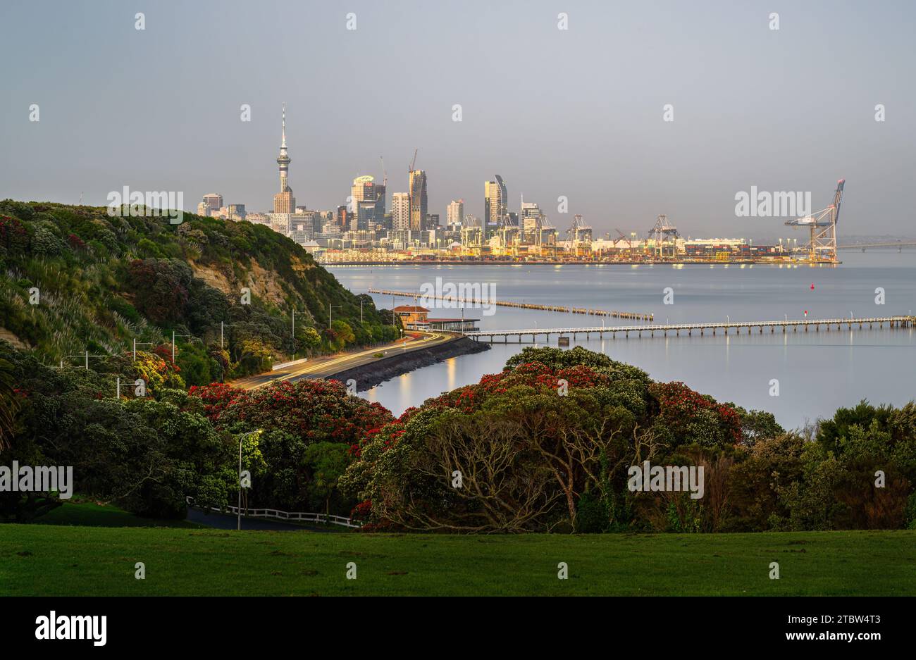 Auckland Sky Tower and skyline at sunrise. Pohutukawa blooms and car ...