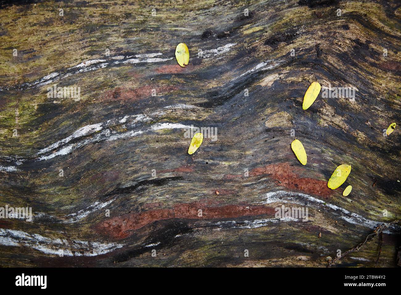 Natural Wood Texture with Yellow Leaves at Bicentennial Acres, Indiana ...
