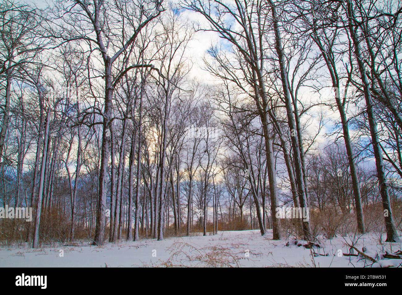 Untouched Winter Forest in Soft Morning Light, Fort Wayne, Indiana ...