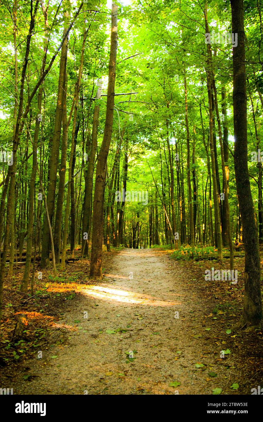 Sunlit Forest Pathway in Empire, Michigan Stock Photo - Alamy