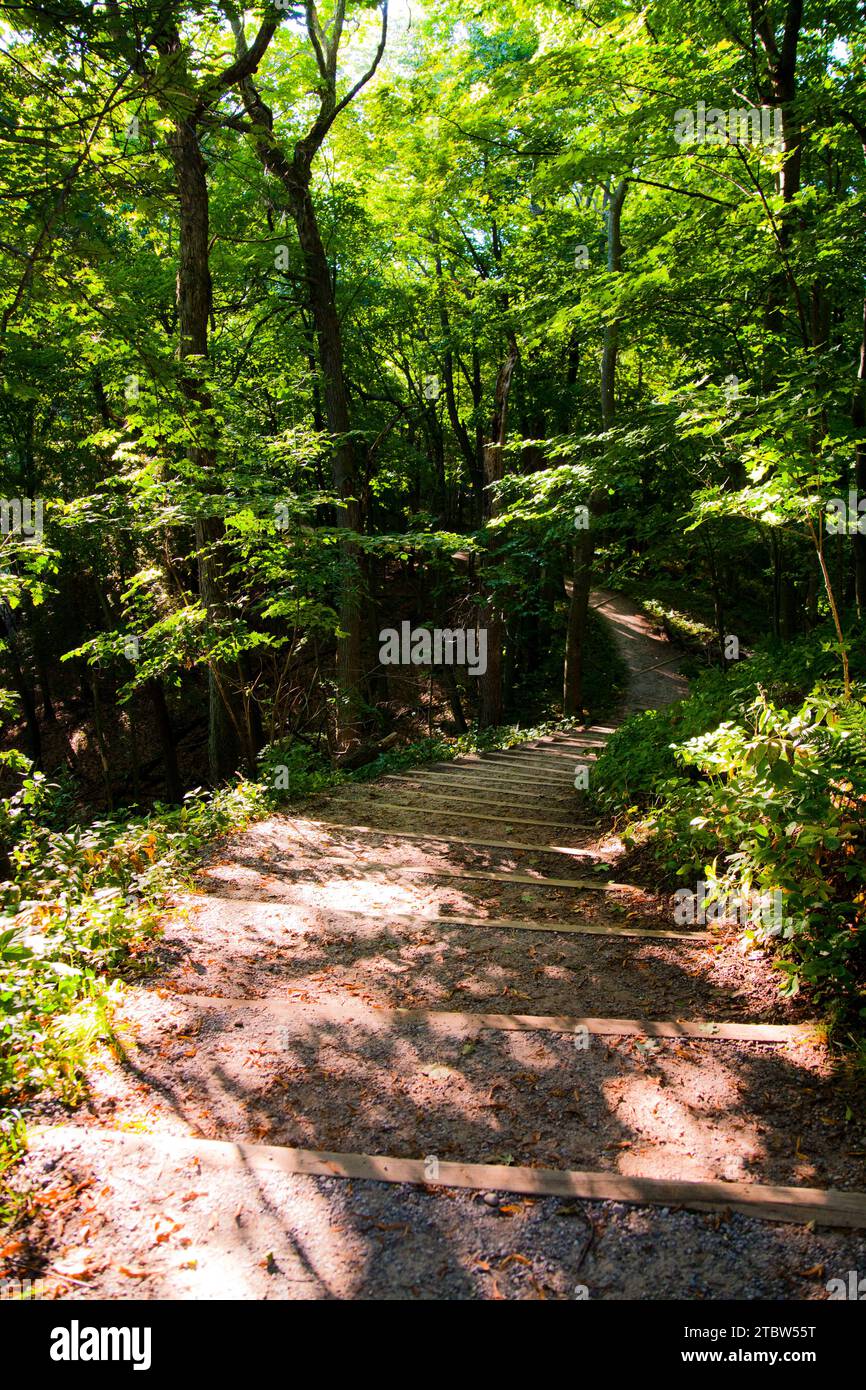Inviting Wooden Steps Down into Lush Michigan Forest in Summer Stock ...