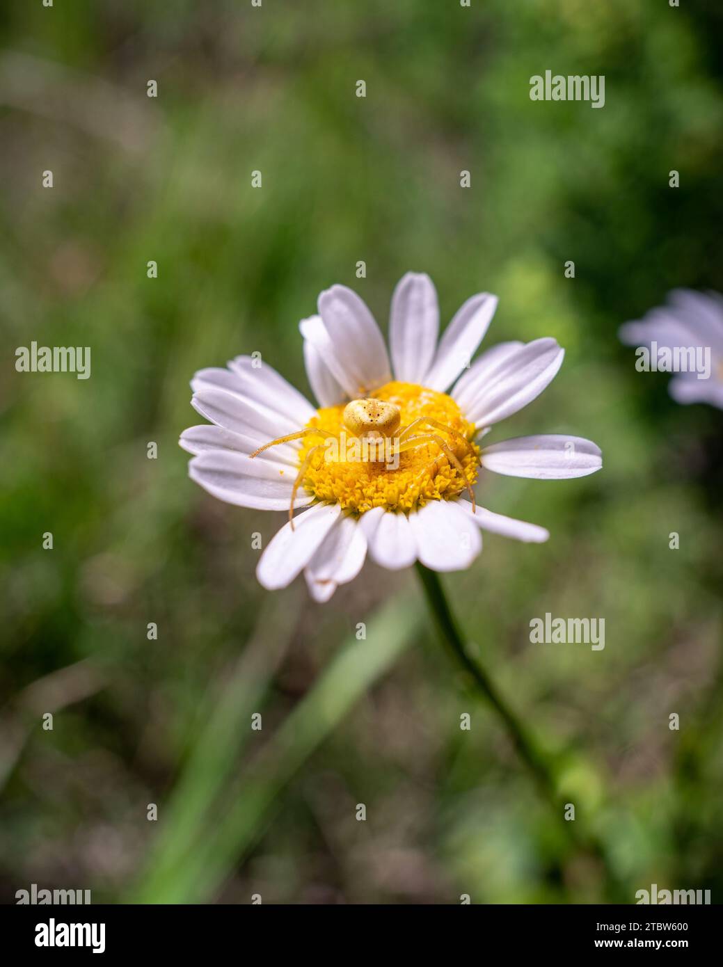 argiope spider in its web Stock Photo - Alamy