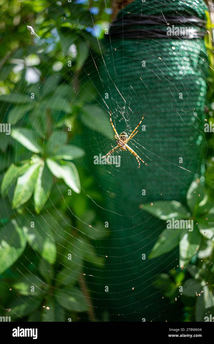 argiope spider in its web Stock Photo - Alamy