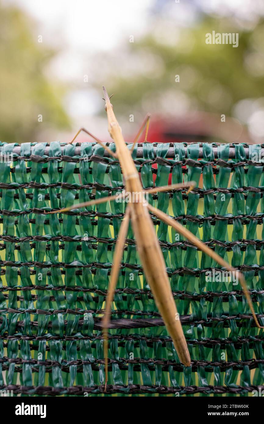 a brown stick bug (Phasmatodea Stock Photo - Alamy