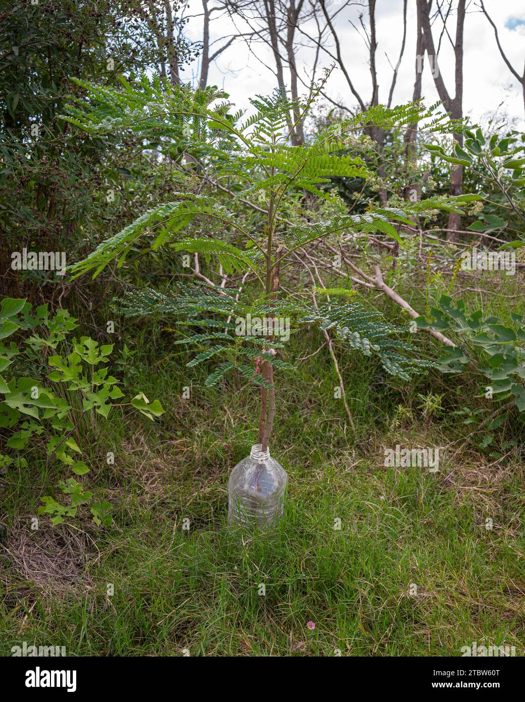 greenhouse in the countryside, with seedlings and trees Stock Photo - Alamy