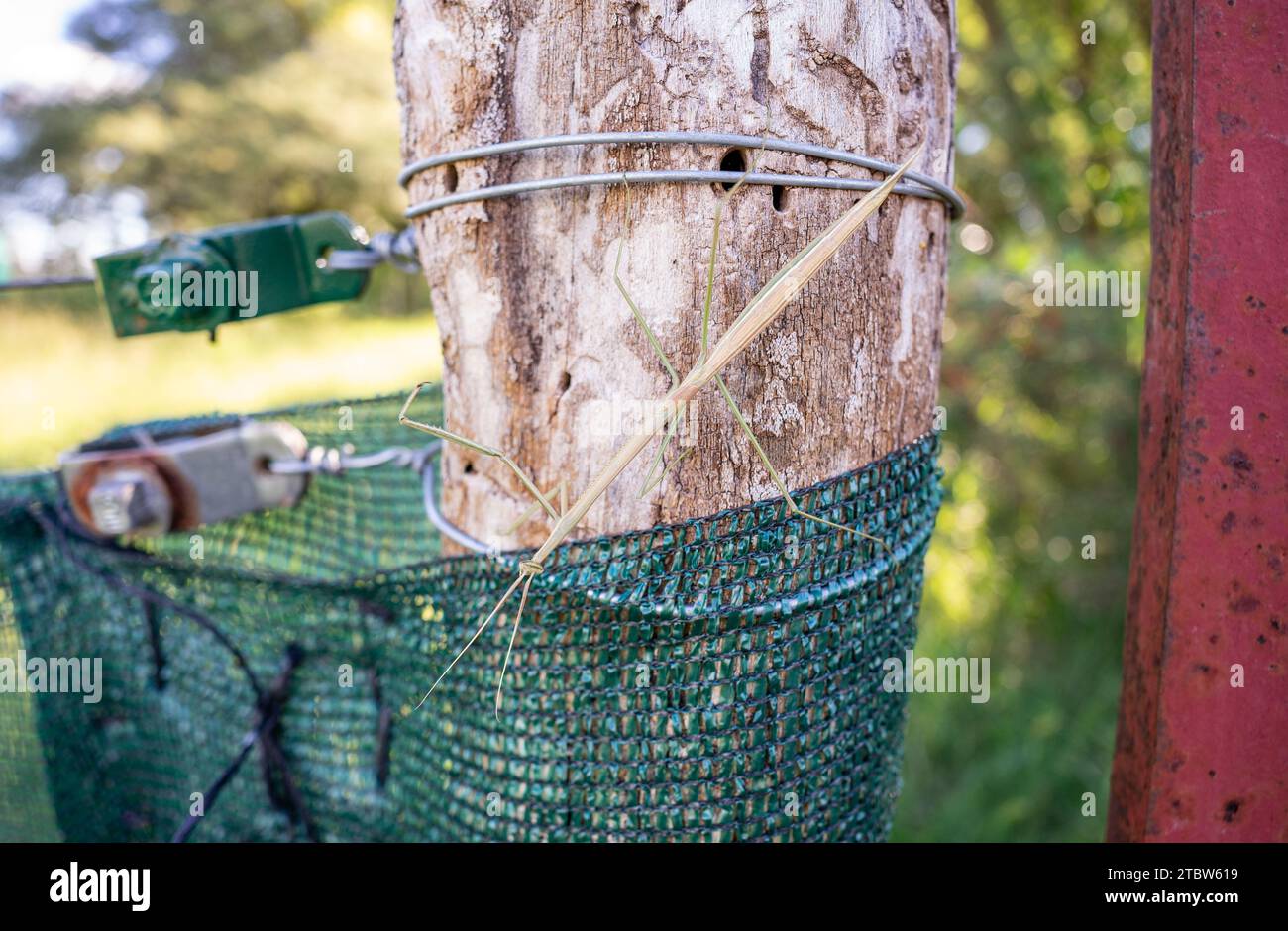 a brown stick bug (Phasmatodea Stock Photo - Alamy