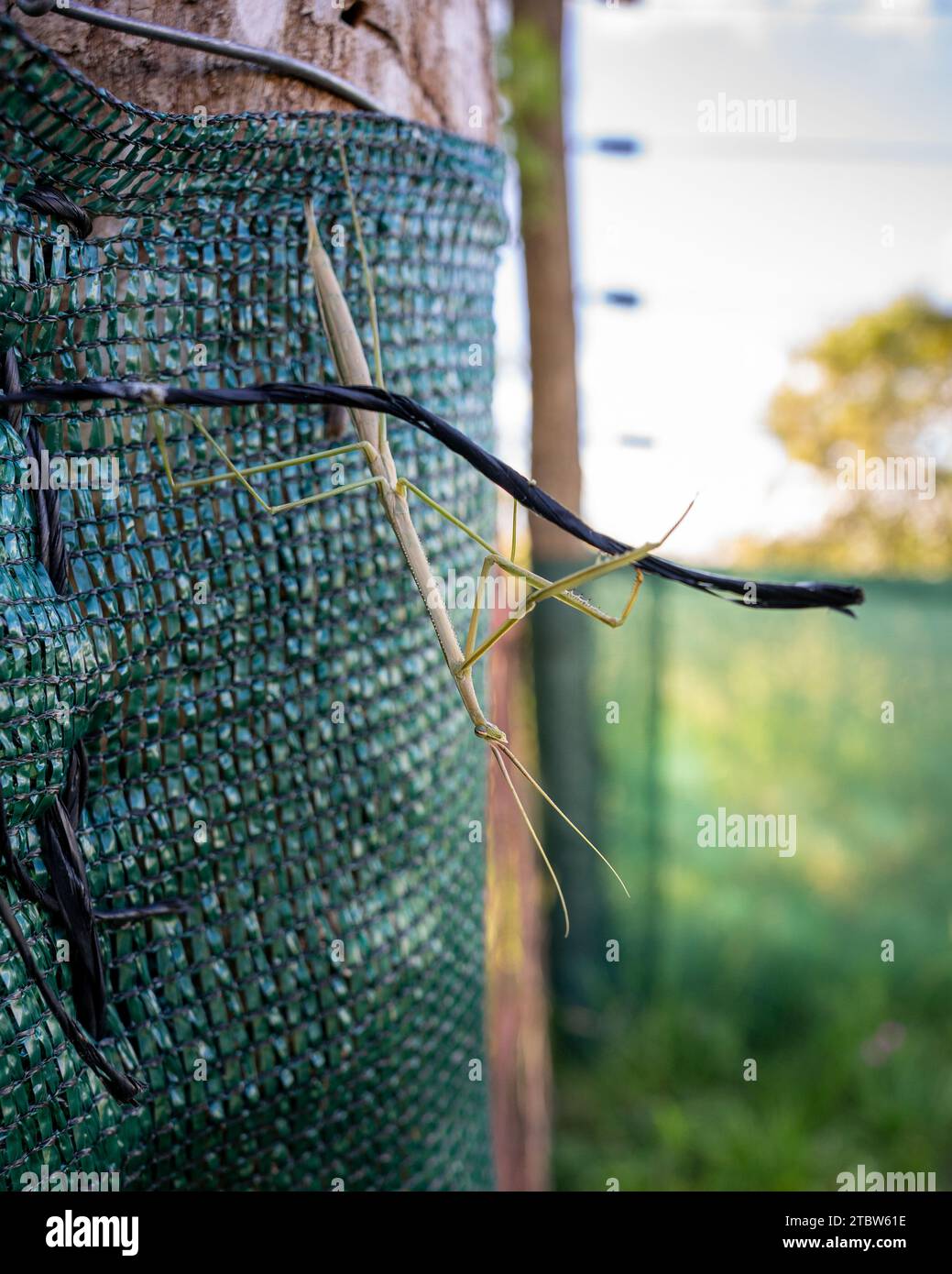a brown stick bug (Phasmatodea Stock Photo - Alamy