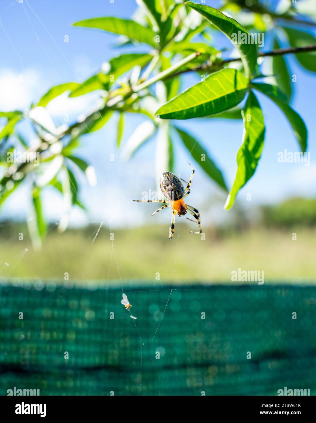 argiope spider in its web Stock Photo - Alamy