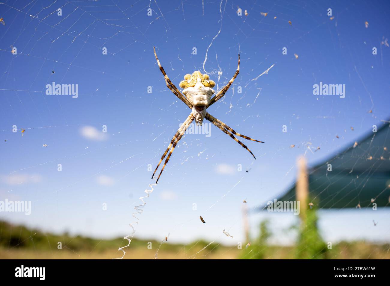 argiope spider in its web Stock Photo - Alamy