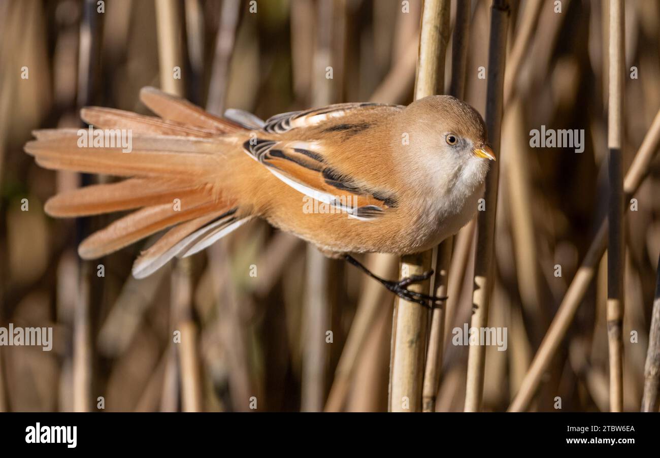 Bearded Tit Female (Reedling Stock Photo - Alamy