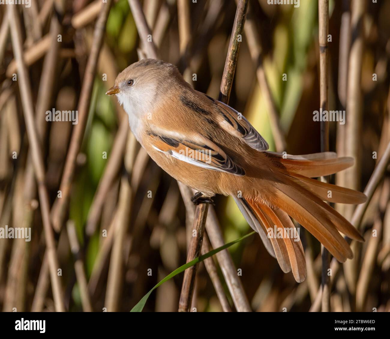 Bearded Tit Female (Reedling Stock Photo - Alamy