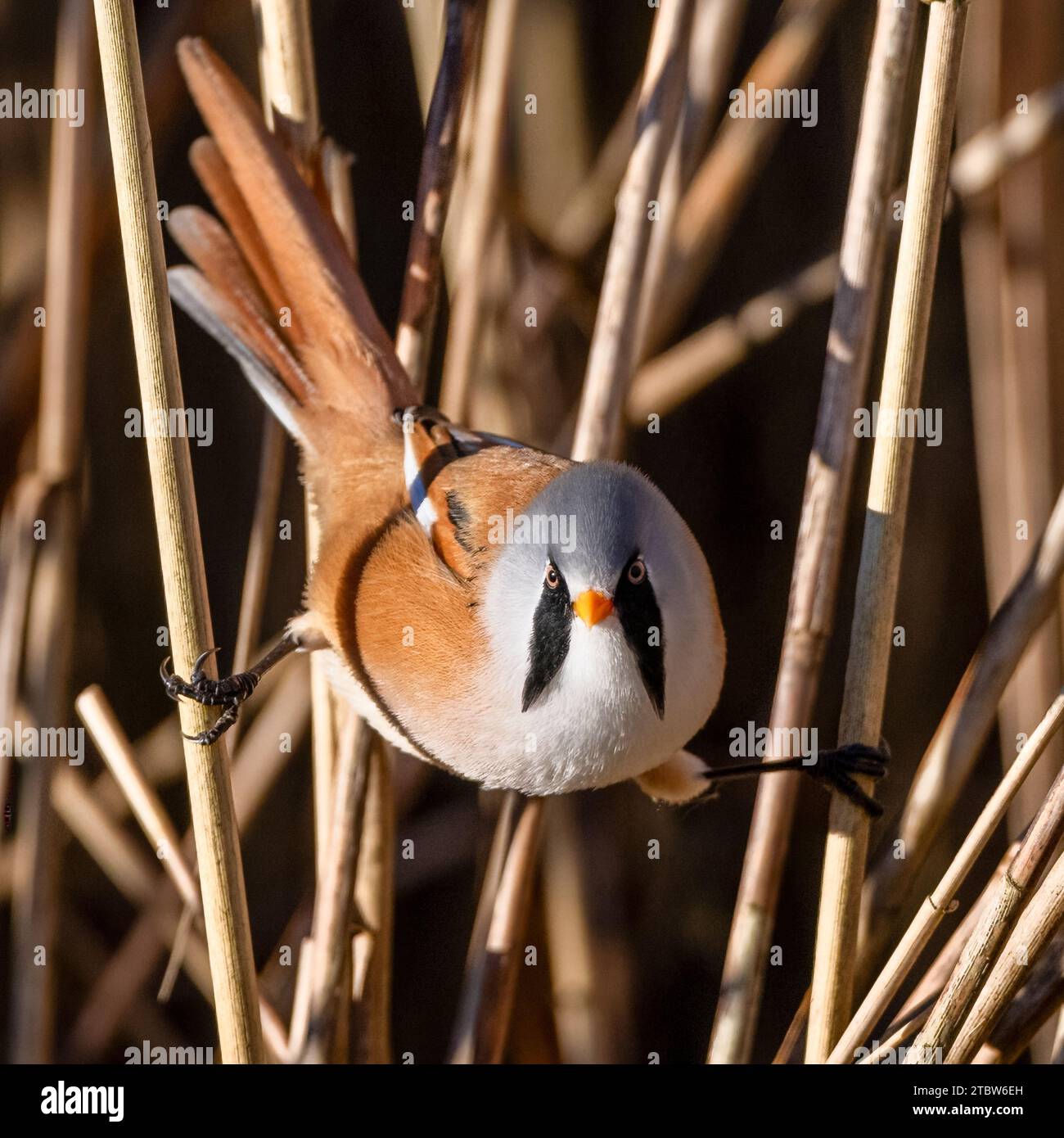 Bearded Tit Male (Reedling Stock Photo - Alamy