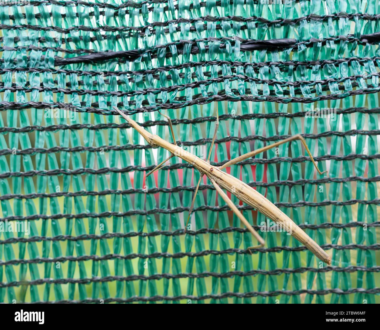 Stick insect camouflage hi-res stock photography and images - Alamy