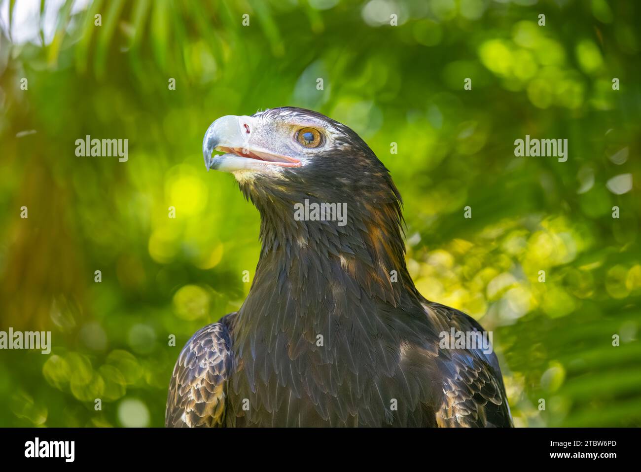 Wedge Tailed Eagle in Natural Captive Habitat, Queensland, Australia ...