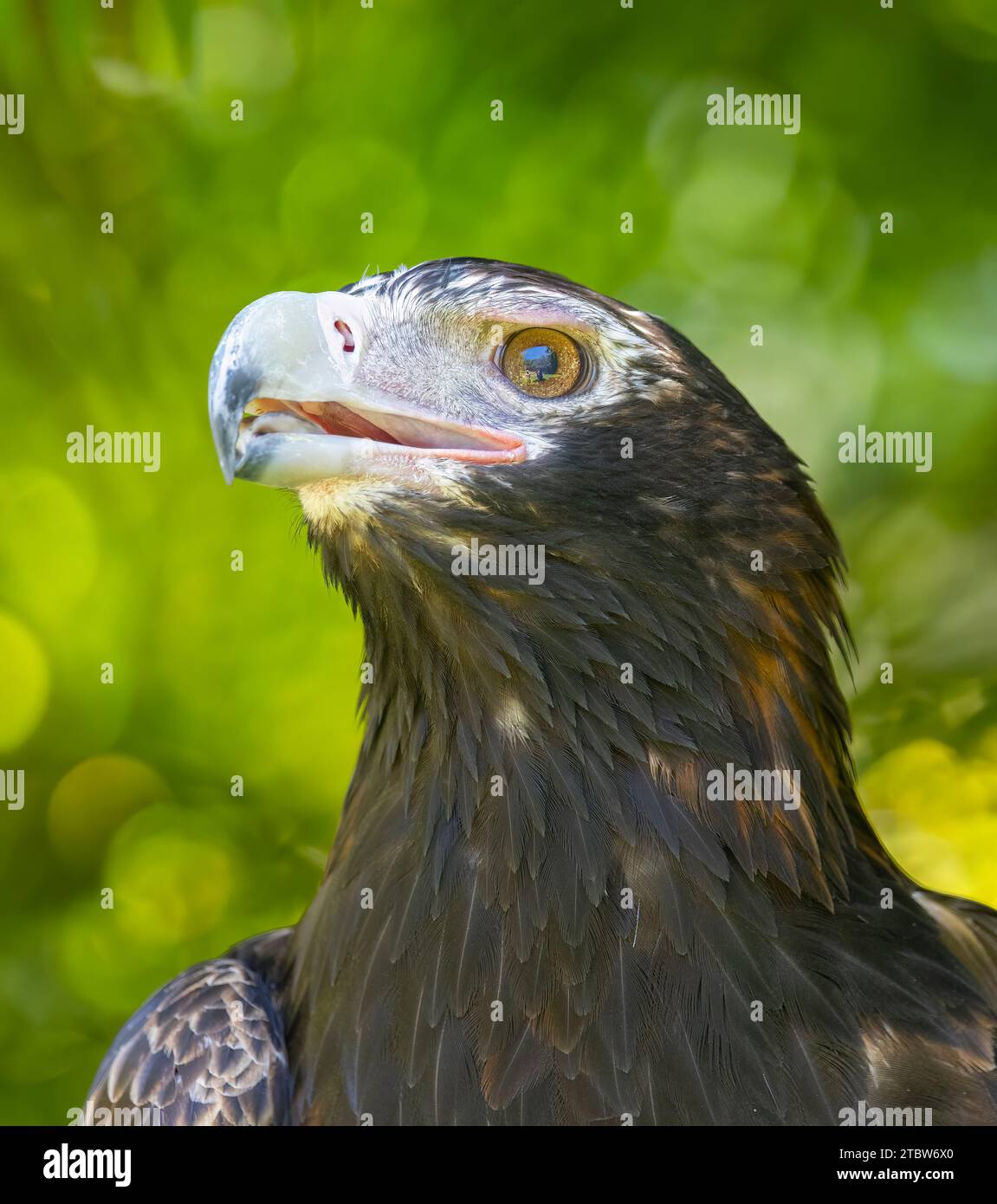 Wedge Tailed Eagle in Natural Captive Habitat, Queensland, Australia ...