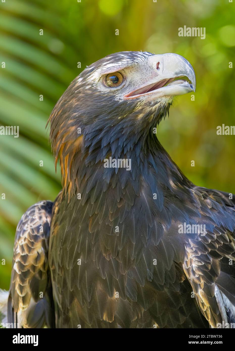 Portrait wedge tailed eagle hi-res stock photography and images - Alamy
