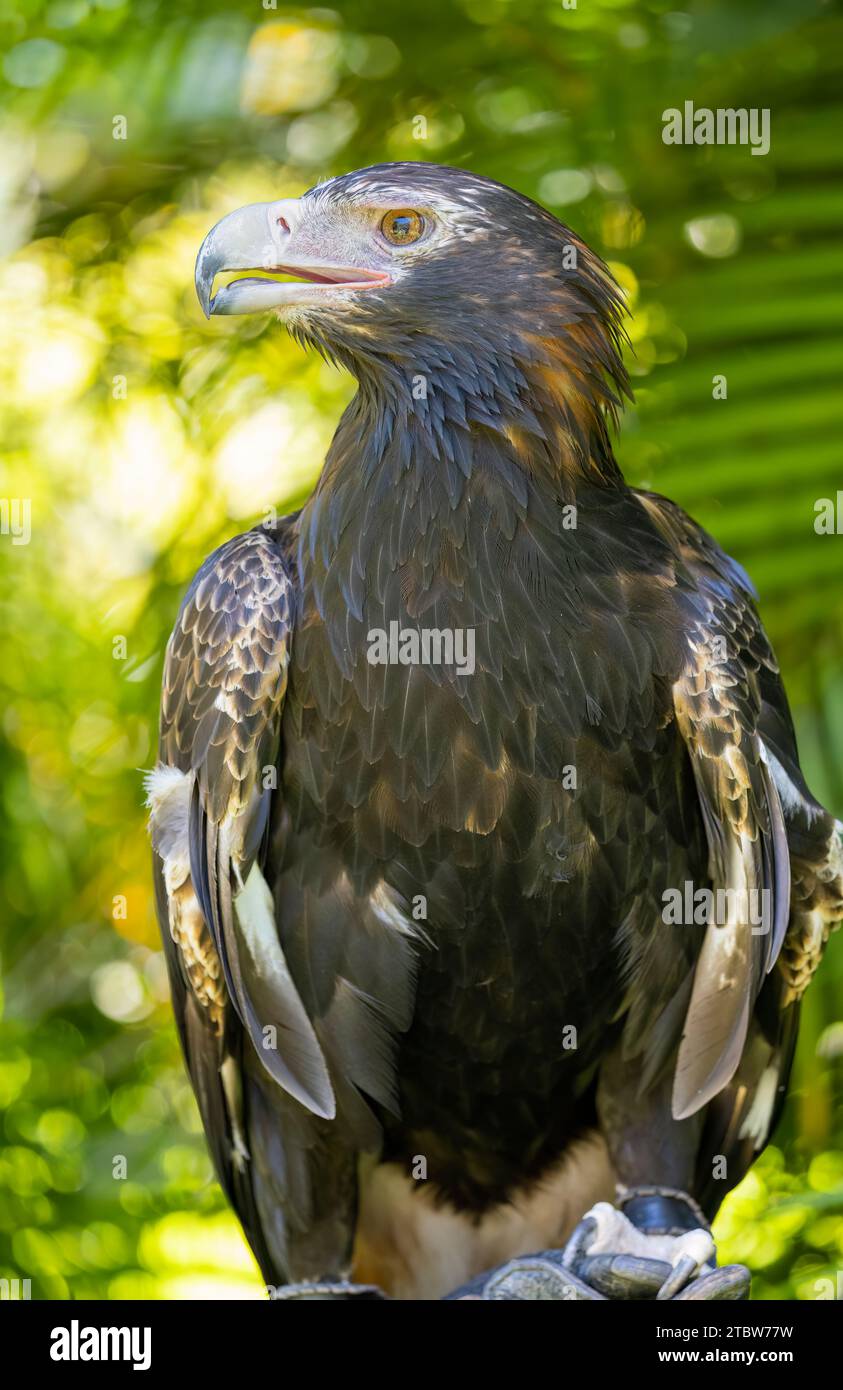 Wedge Tailed Eagle in Natural Captive Habitat, Queensland, Australia ...