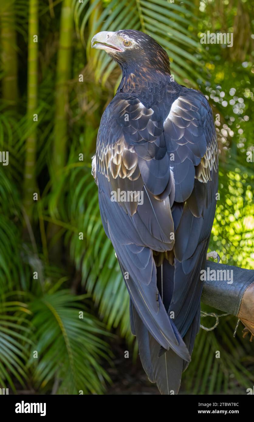 Wedge Tailed Eagle in Natural Captive Habitat, Queensland, Australia ...