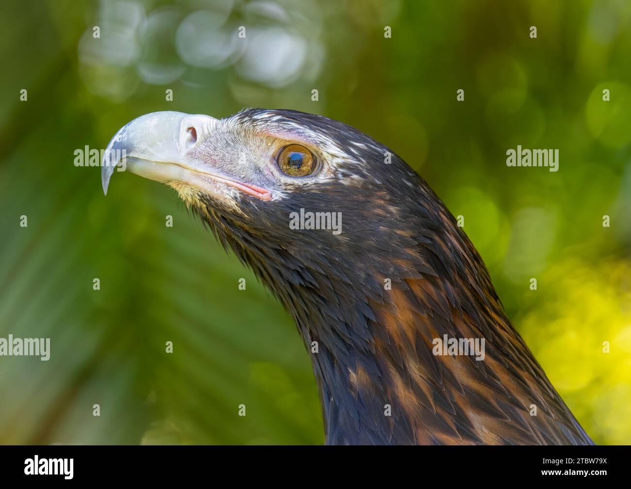 Wedge Tailed Eagle in Natural Captive Habitat, Queensland, Australia ...