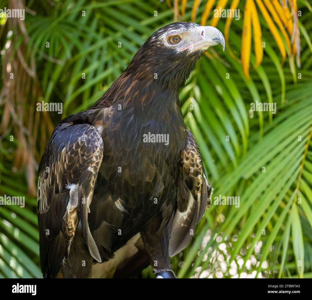 Wedge Tailed Eagle in Natural Captive Habitat, Queensland, Australia ...