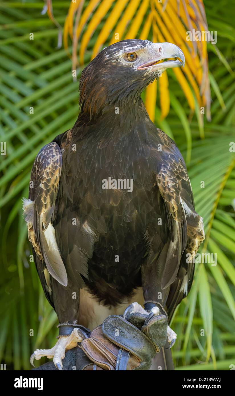 Wedge Tailed Eagle in Natural Captive Habitat, Queensland, Australia ...