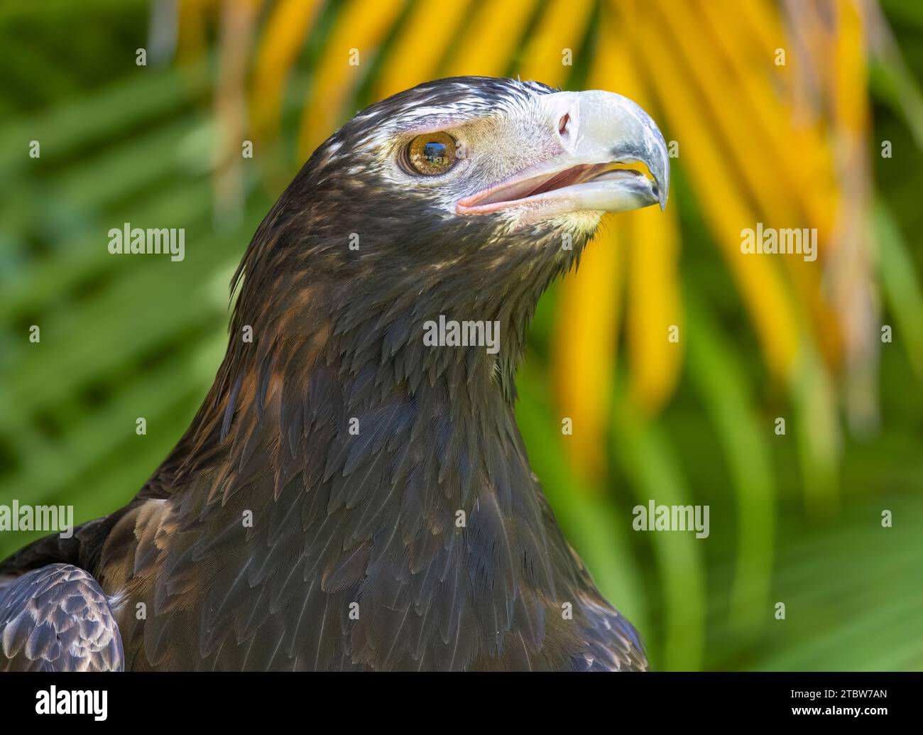 Aussie raptor hi-res stock photography and images - Alamy