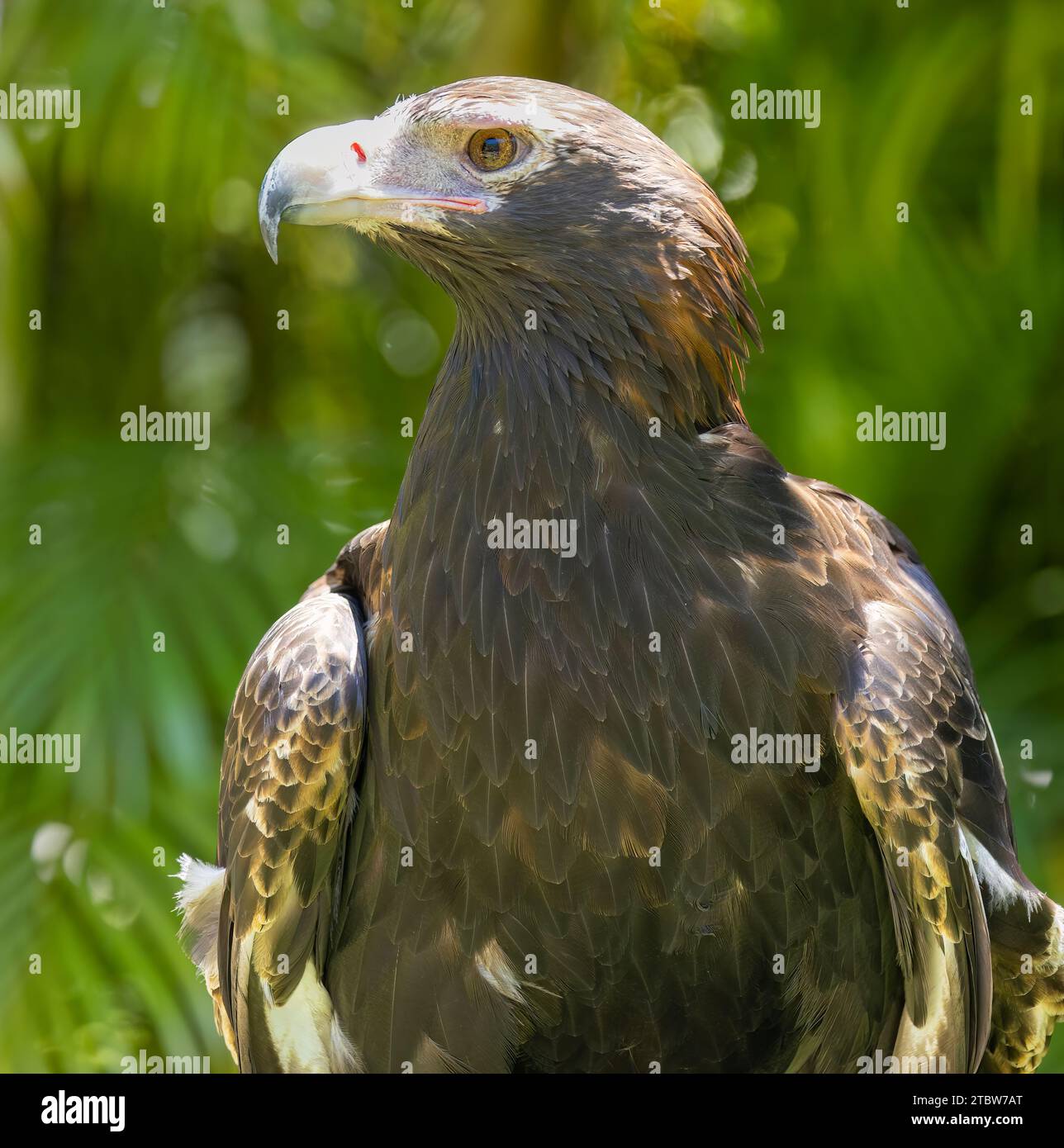 Wedge Tailed Eagle in Natural Captive Habitat, Queensland, Australia ...