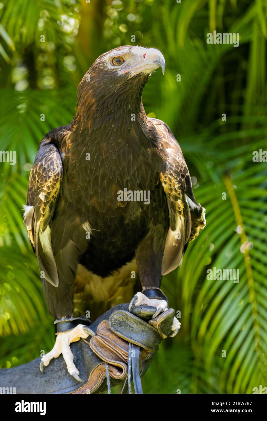 Wedge Tailed Eagle in Natural Captive Habitat, Queensland, Australia ...