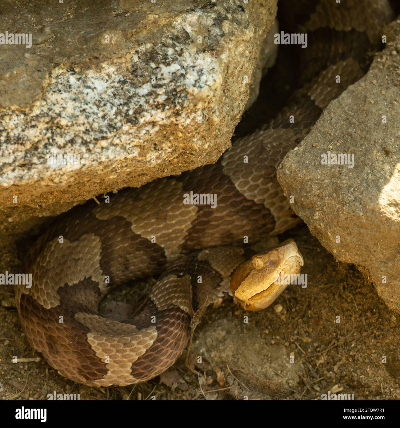 Grumpy Copperhead Hidden In Rock Pile along the Appalachian Trail Stock ...