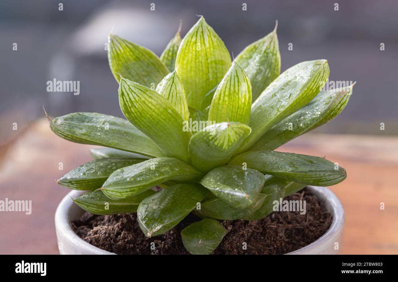 Close-up of Haworthia cymbiformis (Cathedral Window Haworthia ...